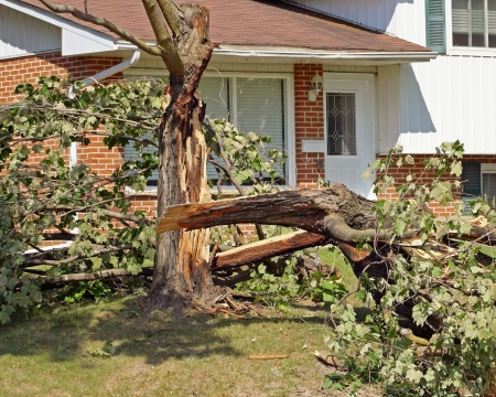 An Explanation of Sudden Branch Drop Syndrome | Brother Tree Lawn Service